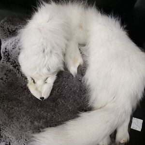 Other | Rare Elegant White Fox Fur Hyde | Poshmark